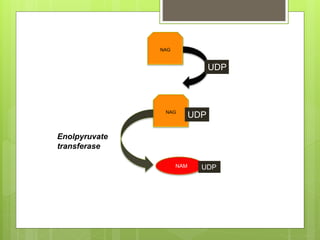 Cell wall synthesis inhibitors | PPTX | Chemistry | Science