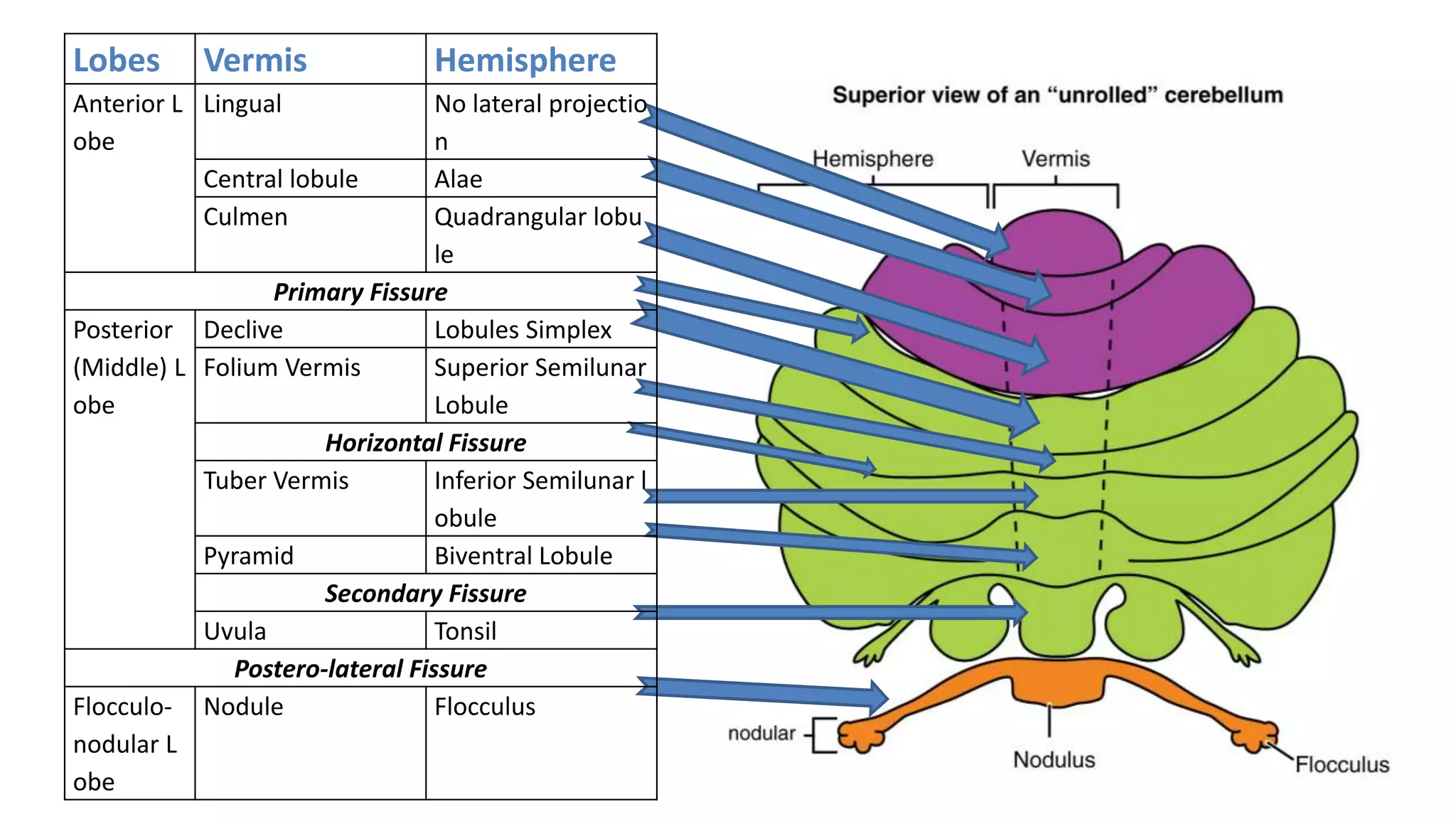 Cerebellum and basal ganglia | PPTX