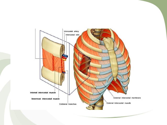 Congenital Chest Wall Abnormality | PPTX