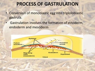 Final chick embryonic-development-ppt | PPTX