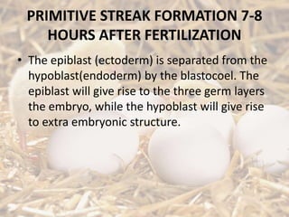 Final chick embryonic-development-ppt | PPTX