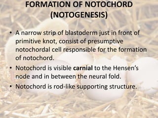 Final chick embryonic-development-ppt | PPTX