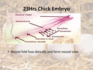 Final chick embryonic-development-ppt | PPTX