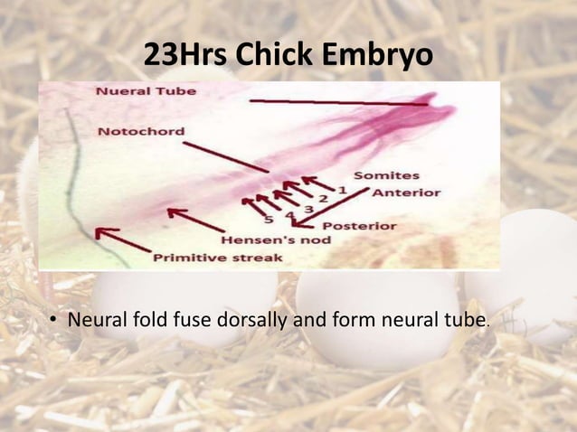 Final chick embryonic-development-ppt | PPTX