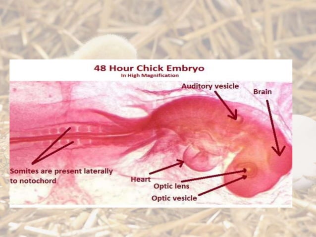 Final chick embryonic-development-ppt | PPTX