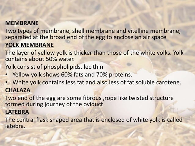 Final chick embryonic-development-ppt | PPTX