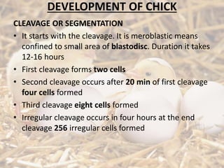 Final chick embryonic-development-ppt | PPTX