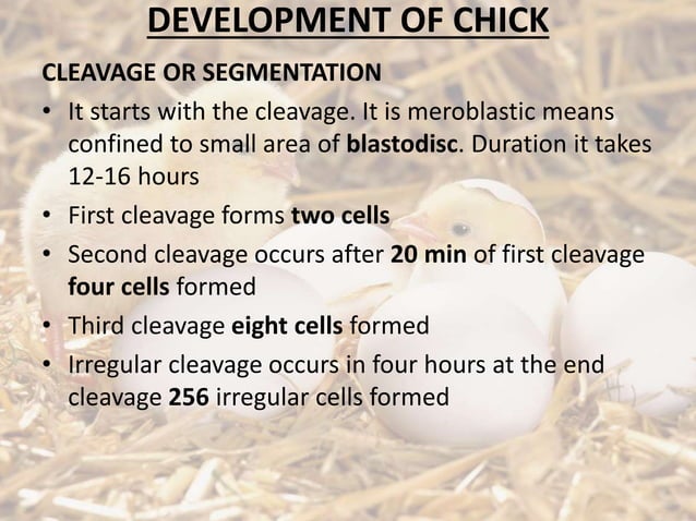 Final chick embryonic-development-ppt | PPTX