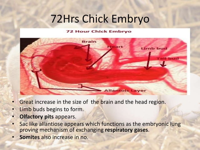 Final chick embryonic-development-ppt | PPT