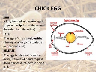 Chicken Embryo Development