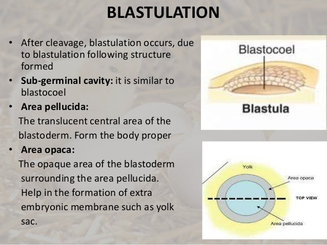 Final chick embryonic-development-ppt