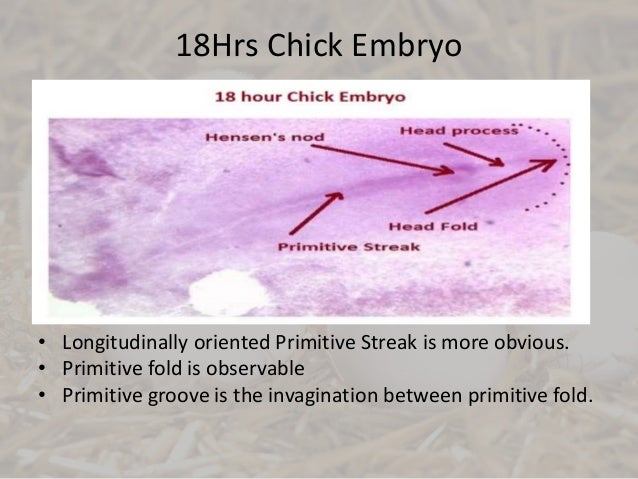 Final chick embryonic-development-ppt