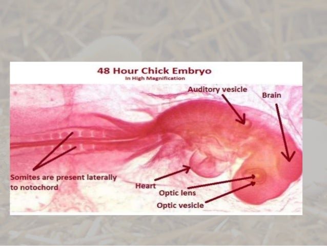 Final chick embryonic-development-ppt