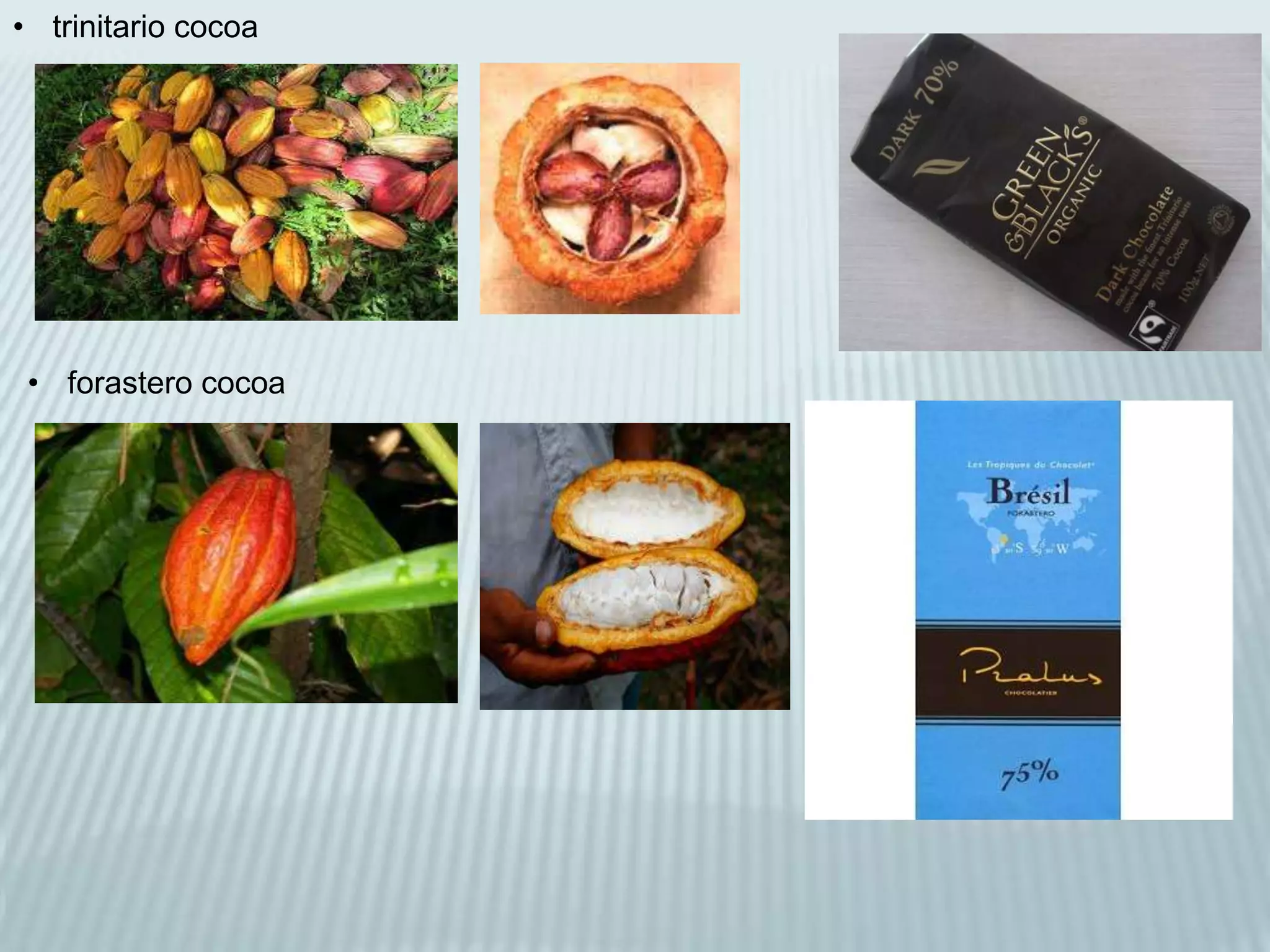 Cocoa - chemistry processing and technology | PPTX
