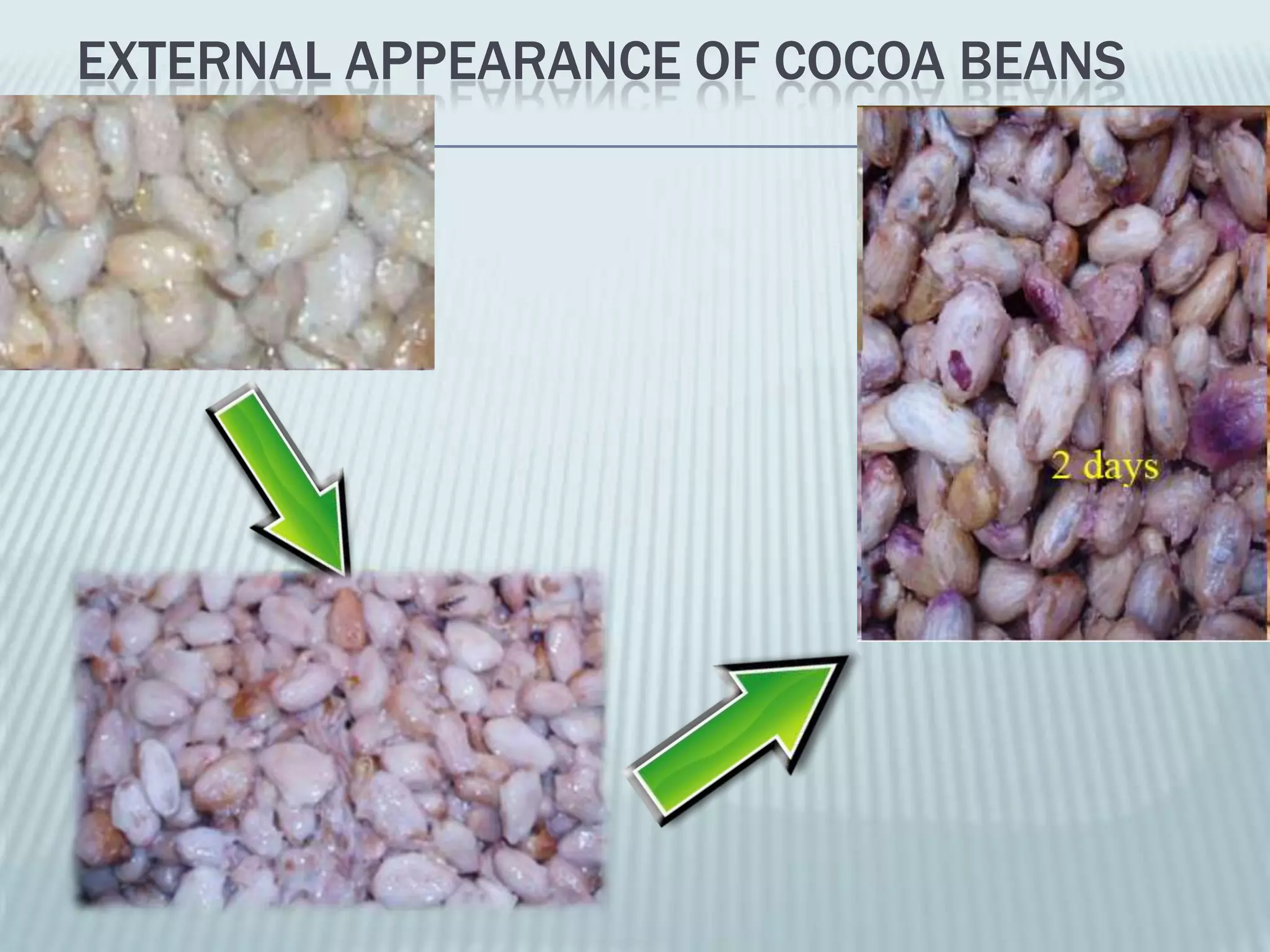 Cocoa - chemistry processing and technology | PPTX