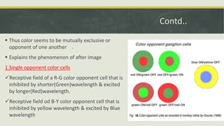 Color vision : Physiology ,Defects, Detection, Diagnosis & Management ...