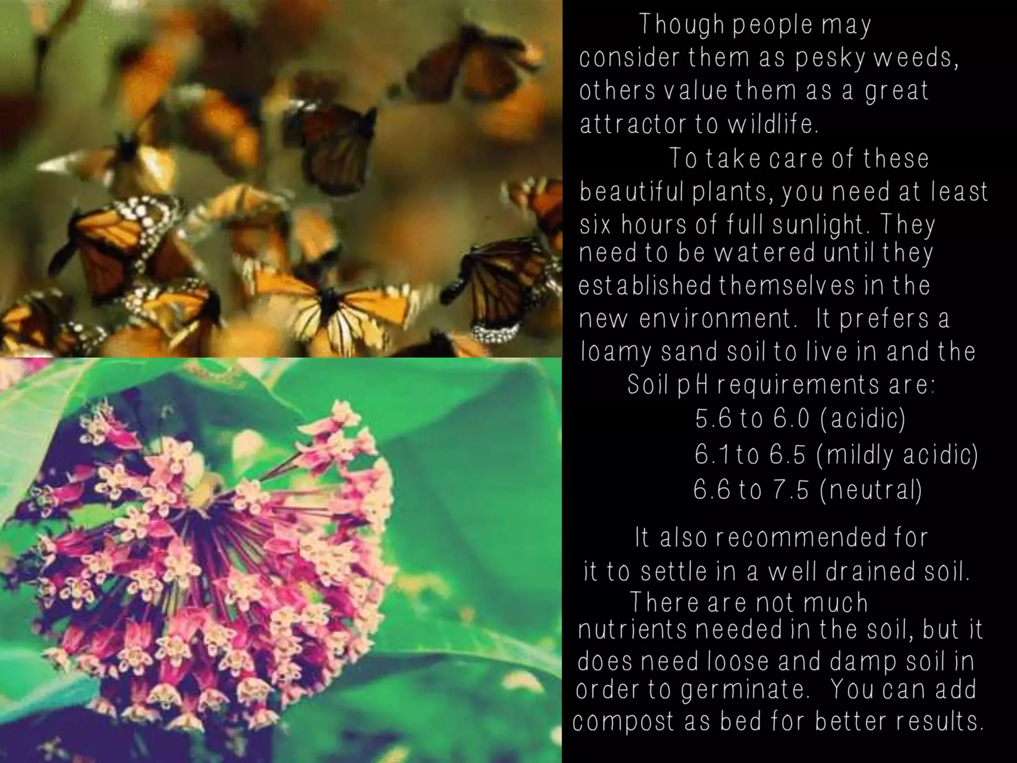 Final common milkweed powerpoint | PPTX