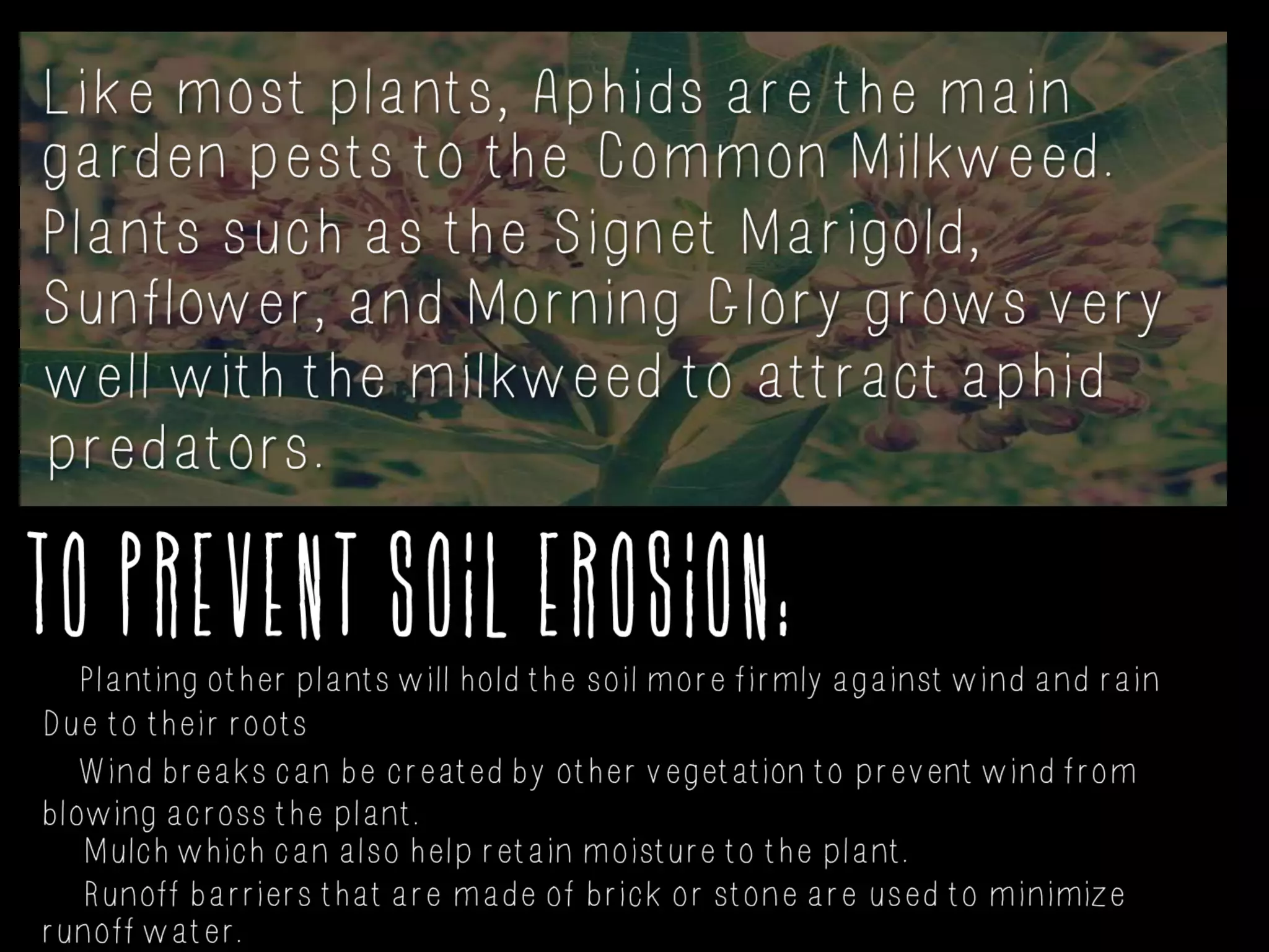 Final common milkweed powerpoint | PPTX