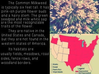 Final common milkweed powerpoint | PPTX