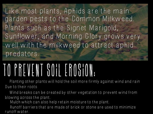 Final common milkweed powerpoint | PPTX