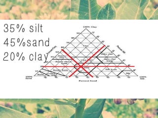 Final common milkweed powerpoint | PPTX