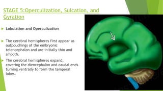 MRI evaluation of developing brain and its role in congenital brain ...