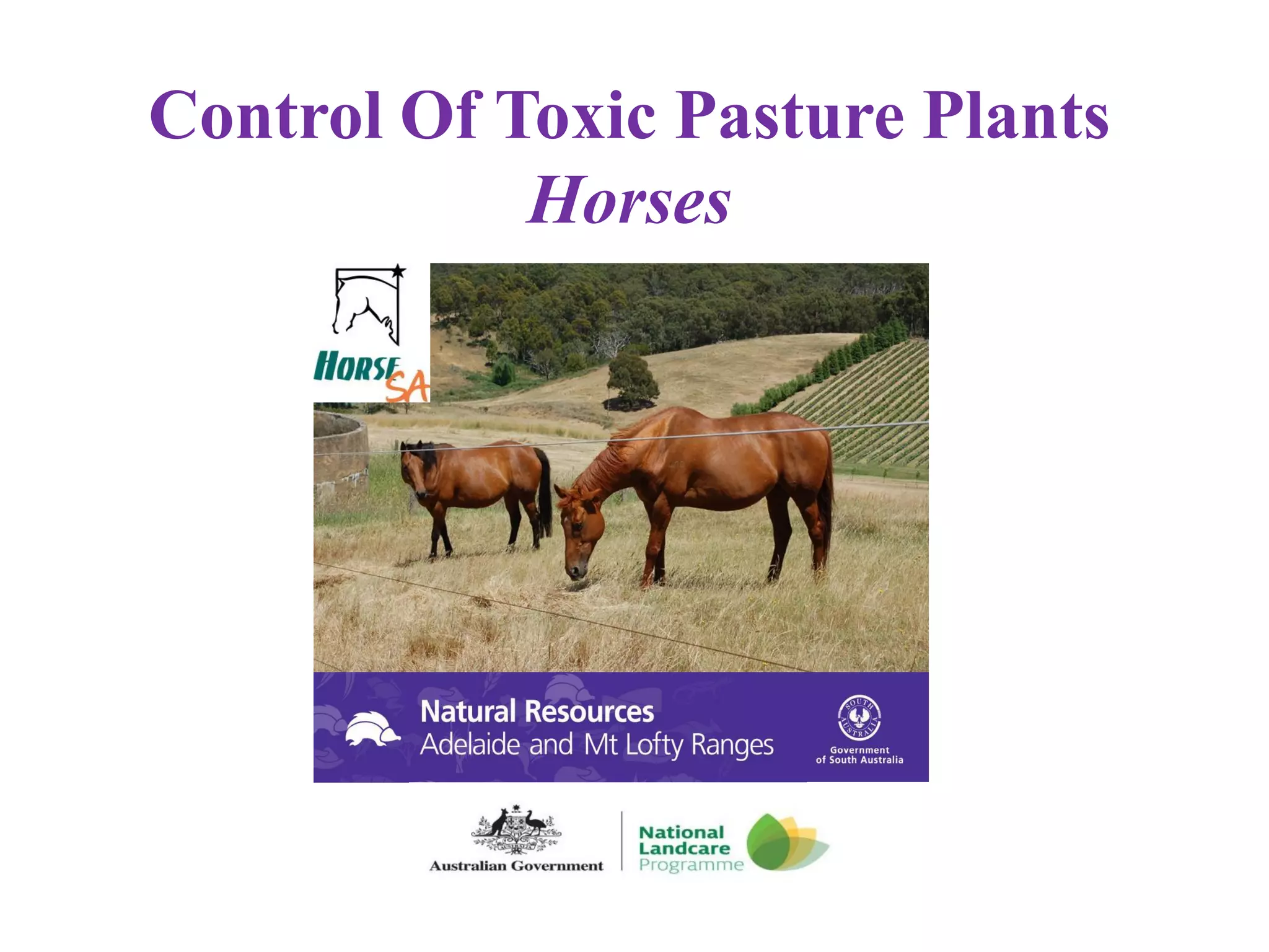 Control of toxic pasture plants (horses) #horsecare | PDF