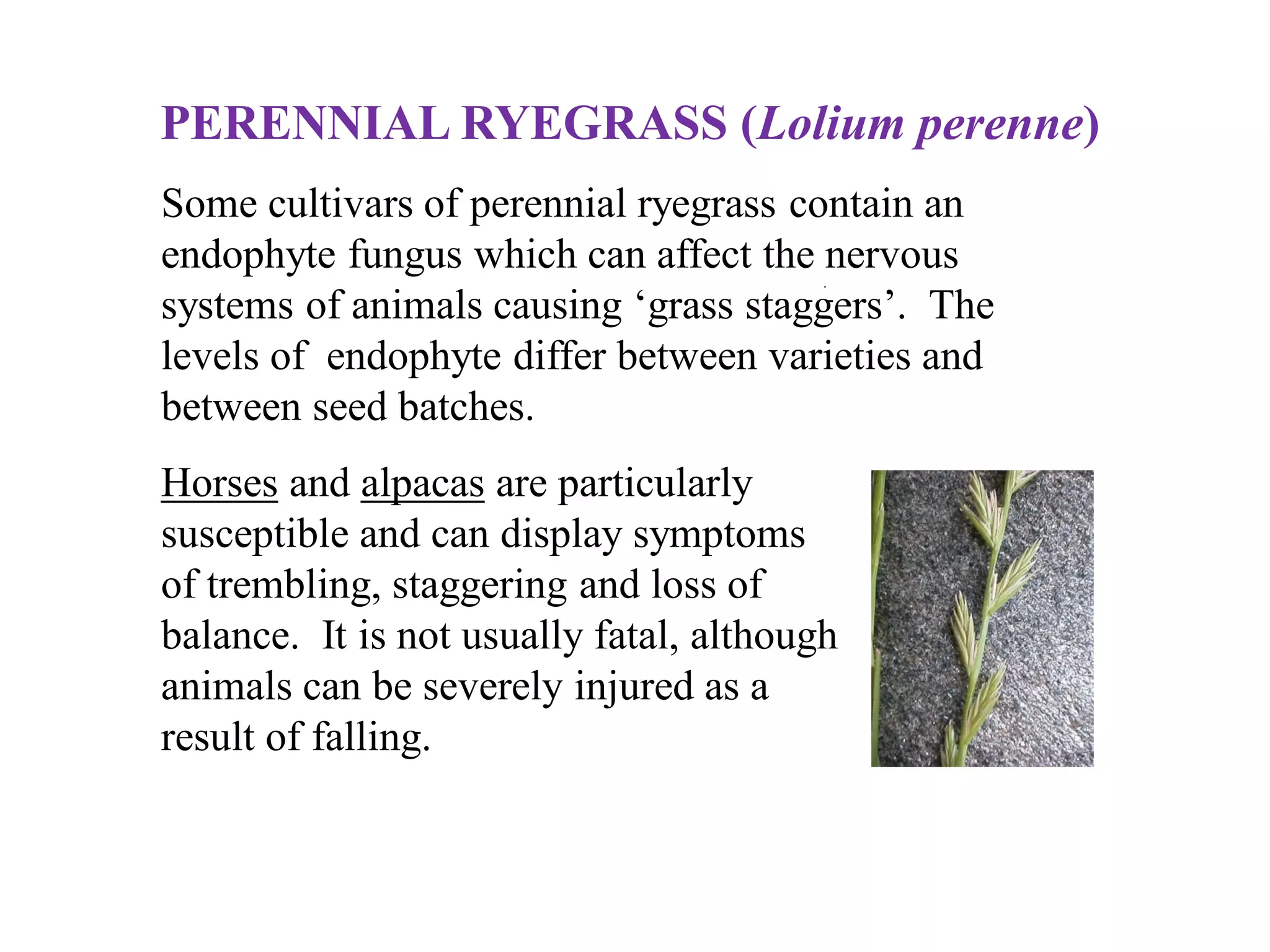 Control of toxic pasture plants (horses) #horsecare | PDF
