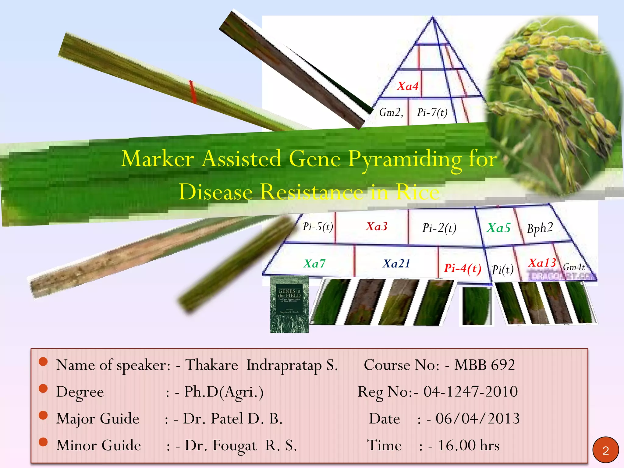 Marker Assisted Gene Pyramiding for Disease Resistance in Rice | PPT