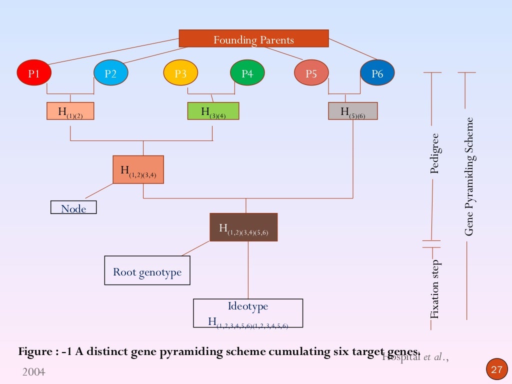 Marker Assisted Gene Pyramiding for Disease Resistance in Rice