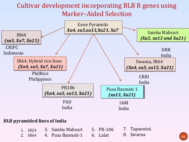 Marker Assisted Gene Pyramiding for Disease Resistance in Rice