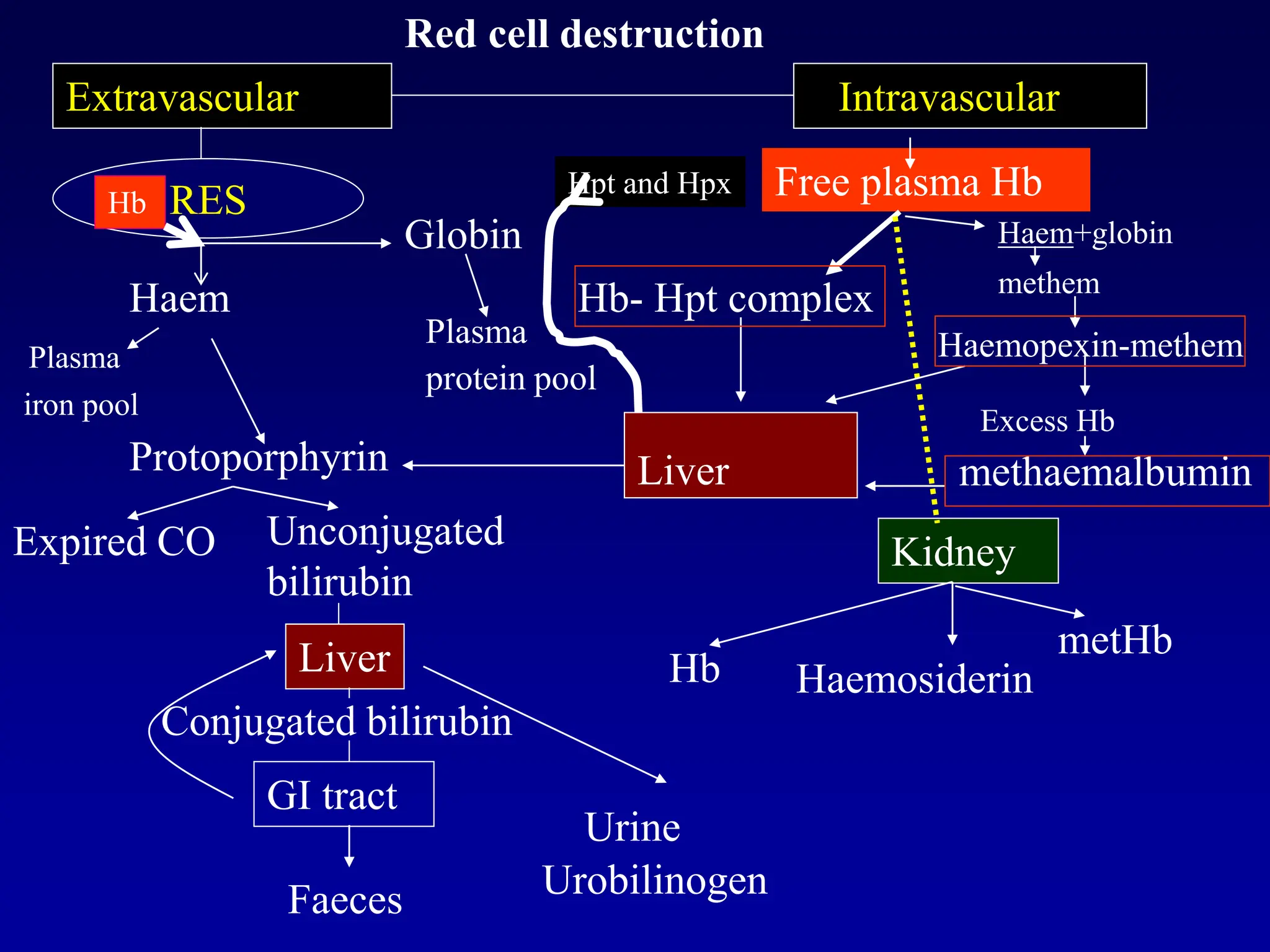 final copy of pathogenesis hemolytic anemias.ppt