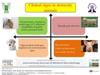 Toxoplasmosis- a neglected tropical disease | PPTX
