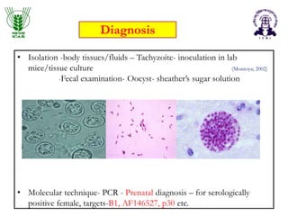 Toxoplasmosis- a neglected tropical disease | PPT