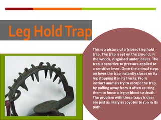 Final coyotes ppt | PPT