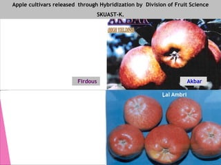 Advances in breeding of Apple and pear.pptx