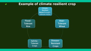 Development of climate resilient crops / agriculture | PPTX