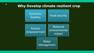 Development of climate resilient crops / agriculture | PPTX