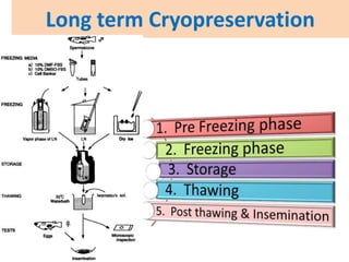 Advances and Applications of Cryopreservation Techniques in Fisheries | PPTX