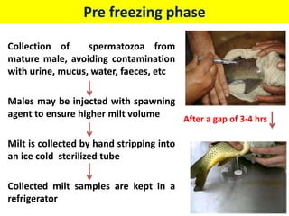 Advances and Applications of Cryopreservation Techniques in Fisheries ...