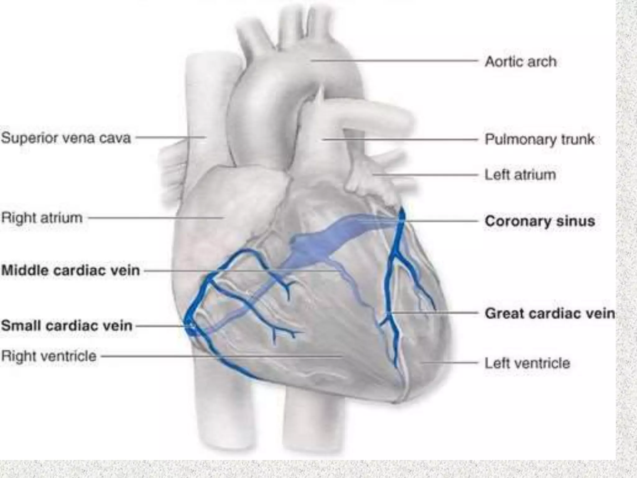 CORONARY SINUS | PPTX