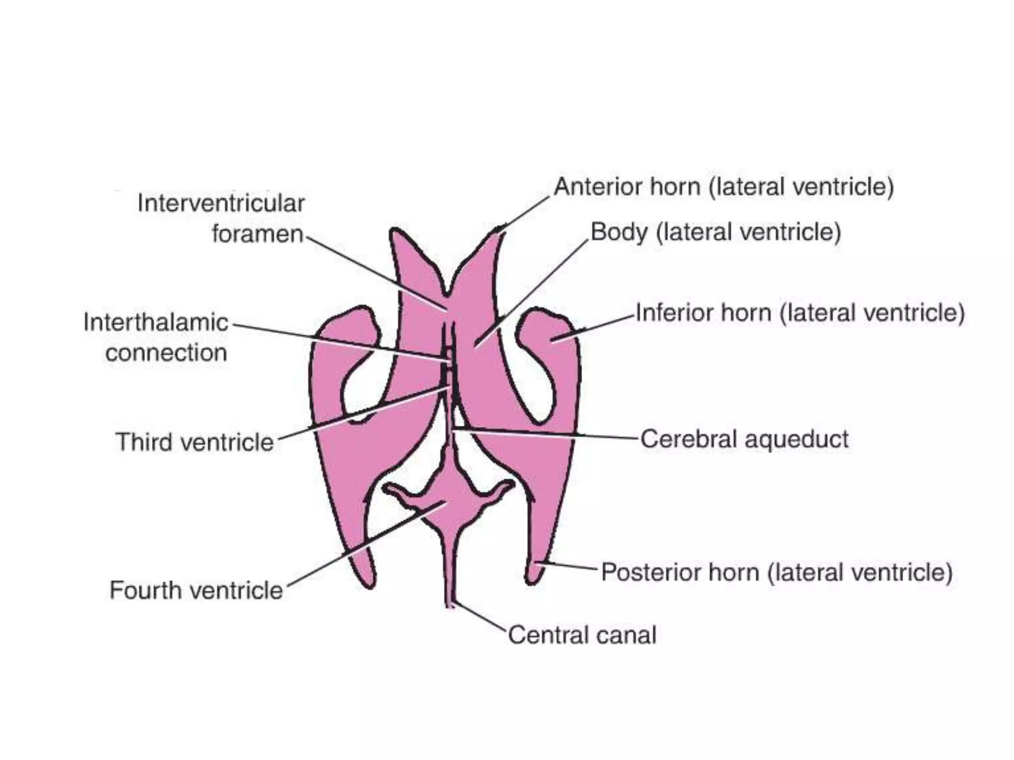 BASICS of CT Head | PPTX