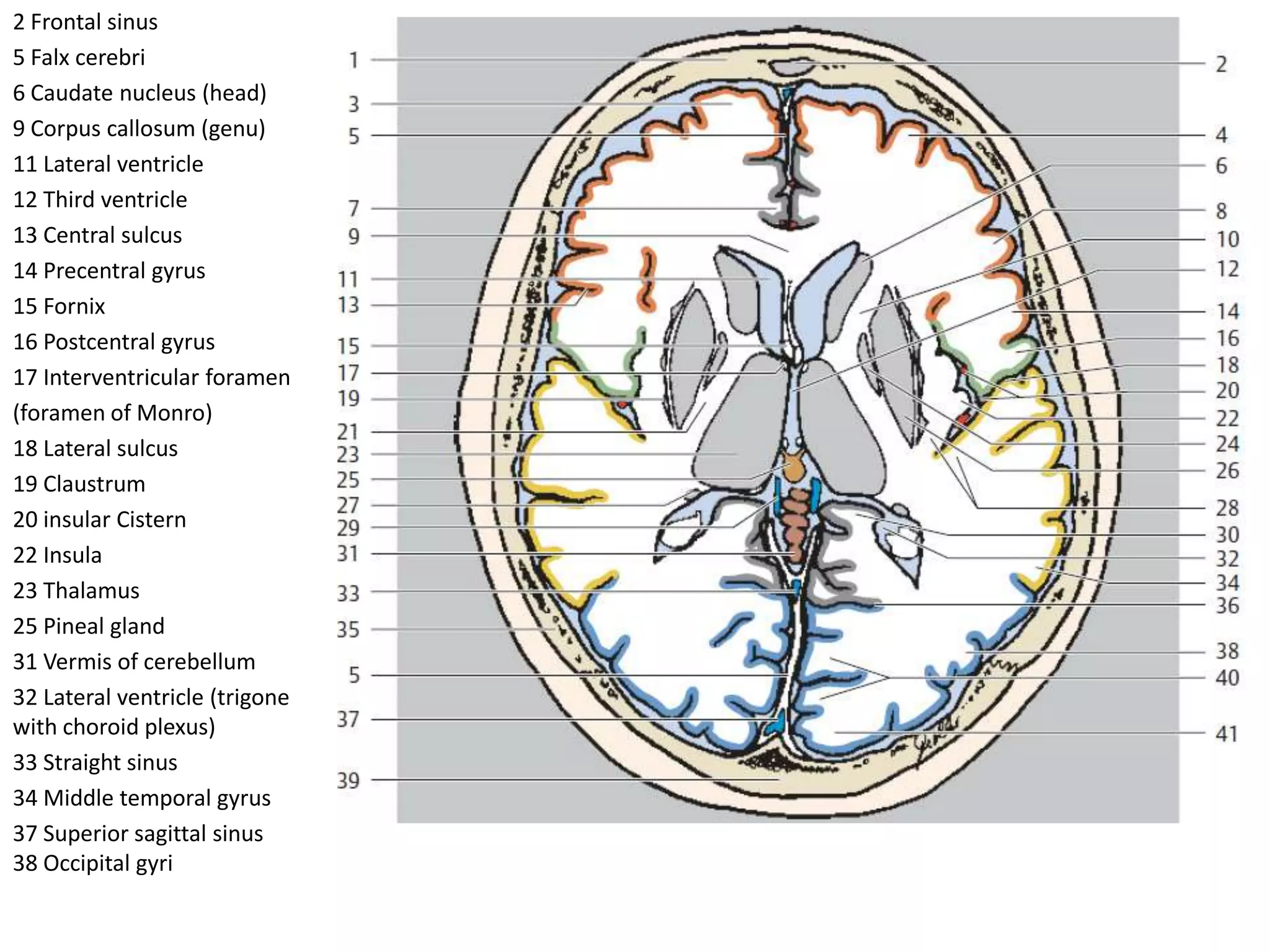 BASICS of CT Head | PPTX