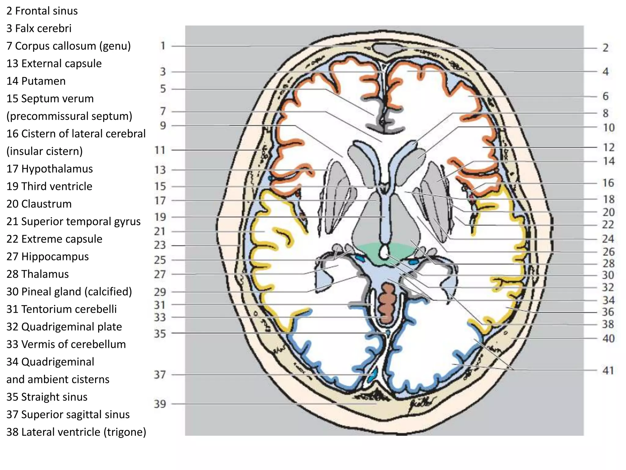 BASICS of CT Head | PPTX