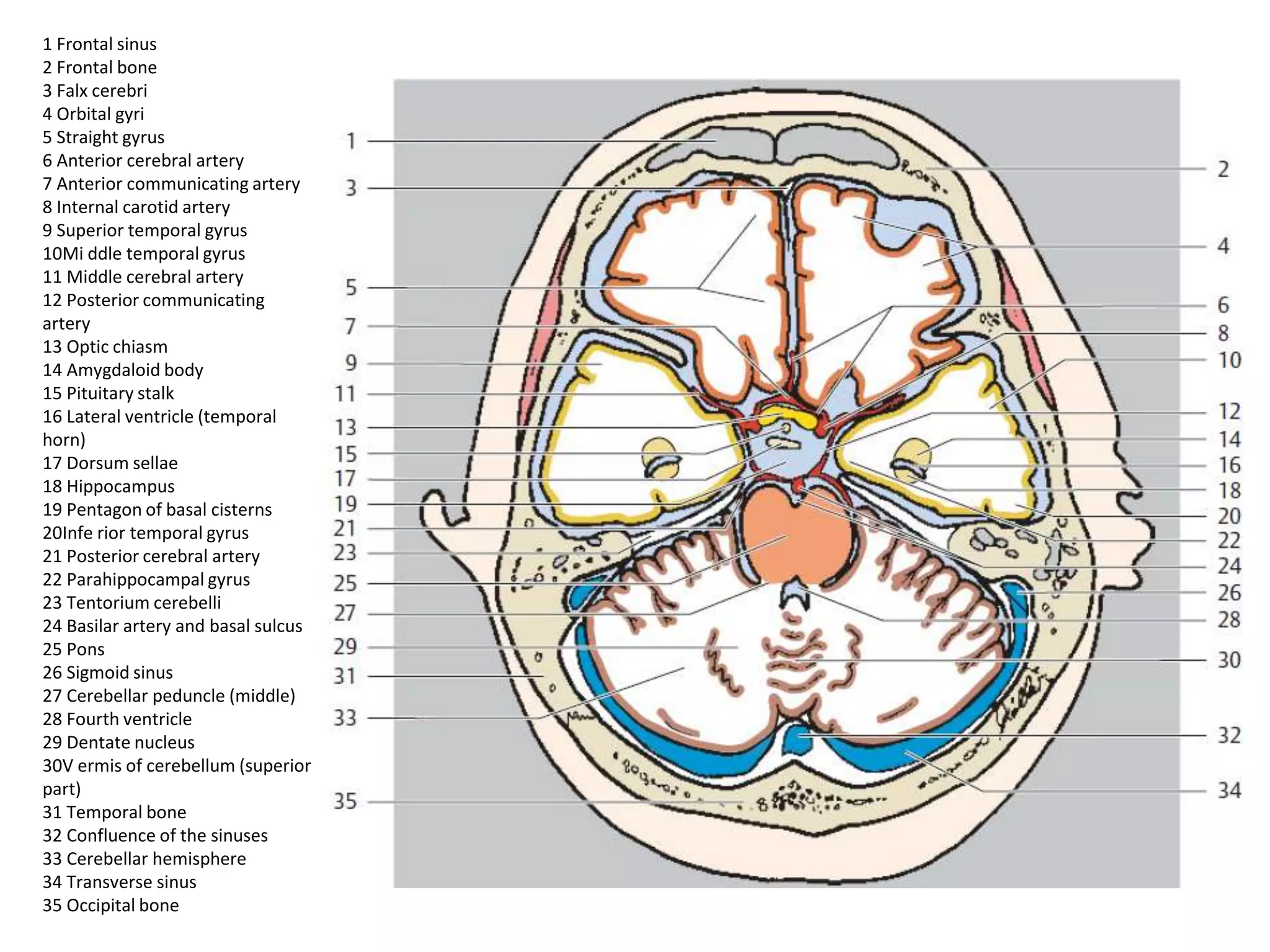 BASICS of CT Head | PPTX