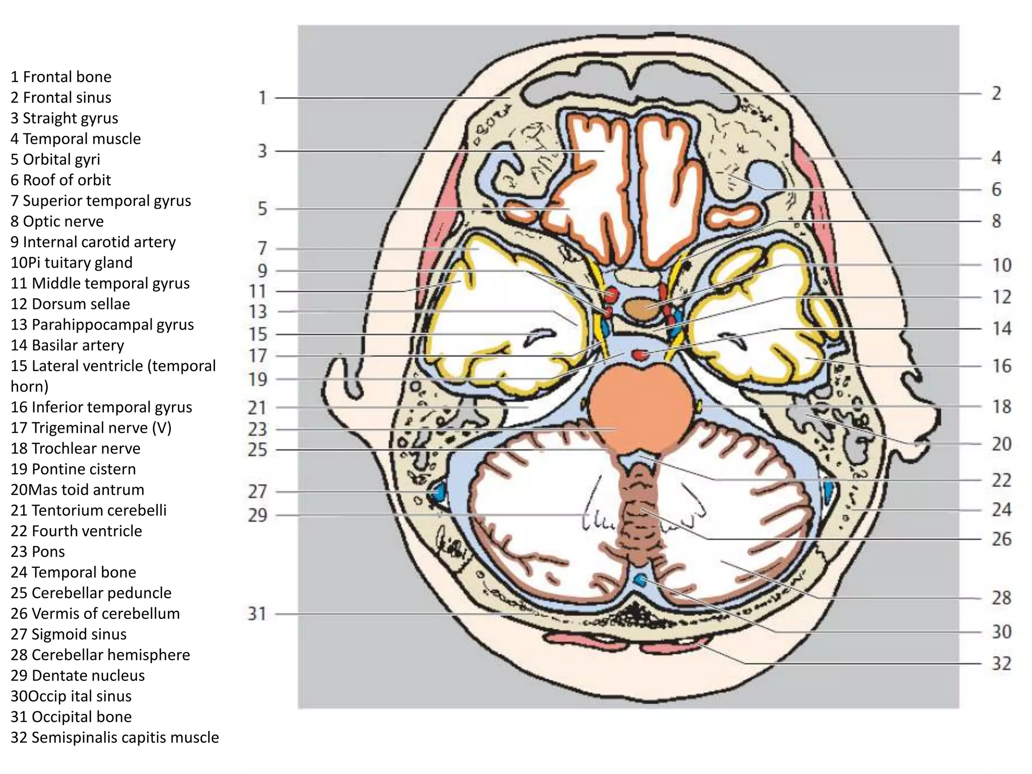BASICS of CT Head | PPTX