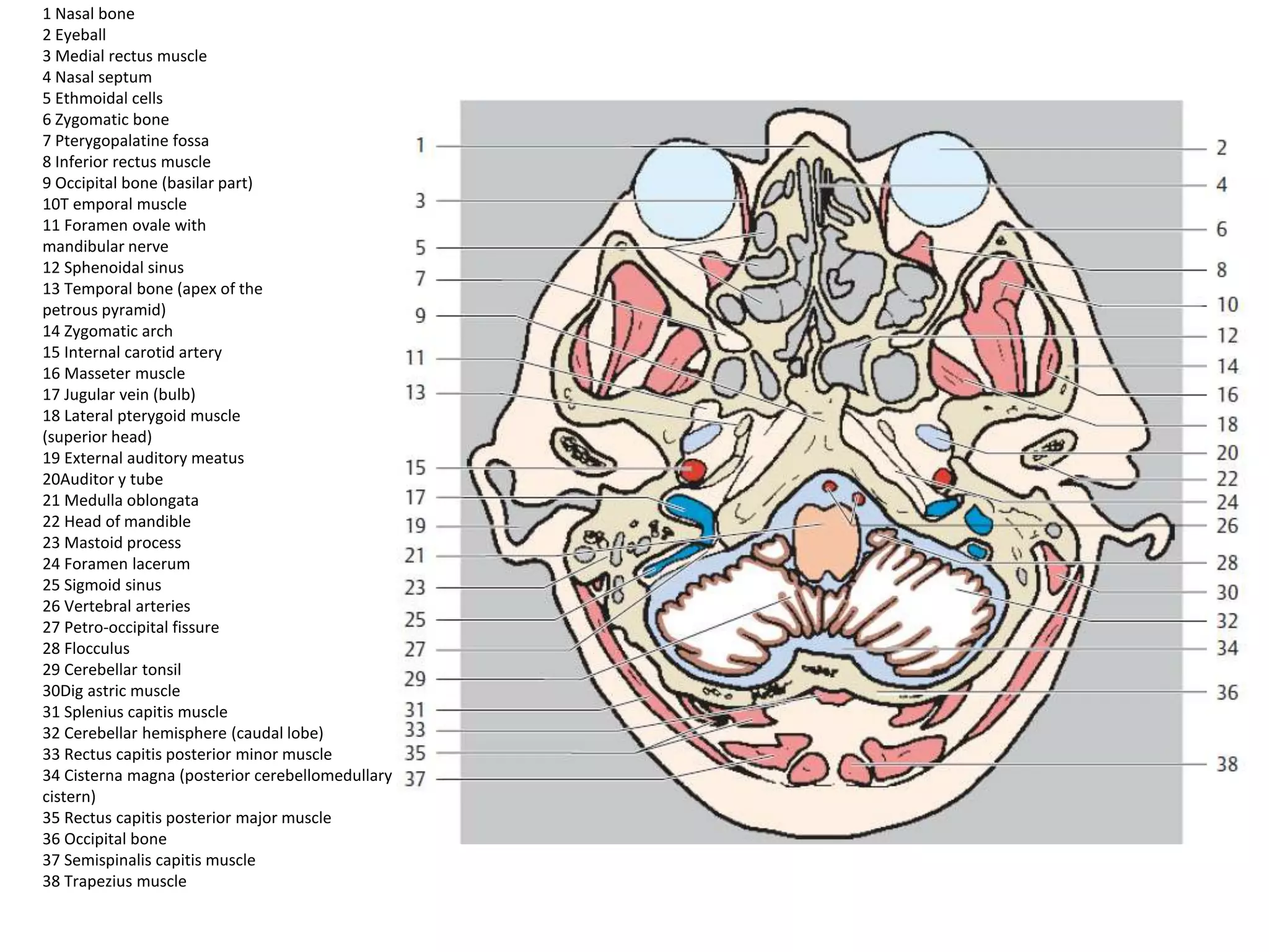 BASICS of CT Head | PPTX