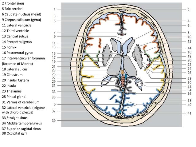 BASICS of CT Head | PPTX