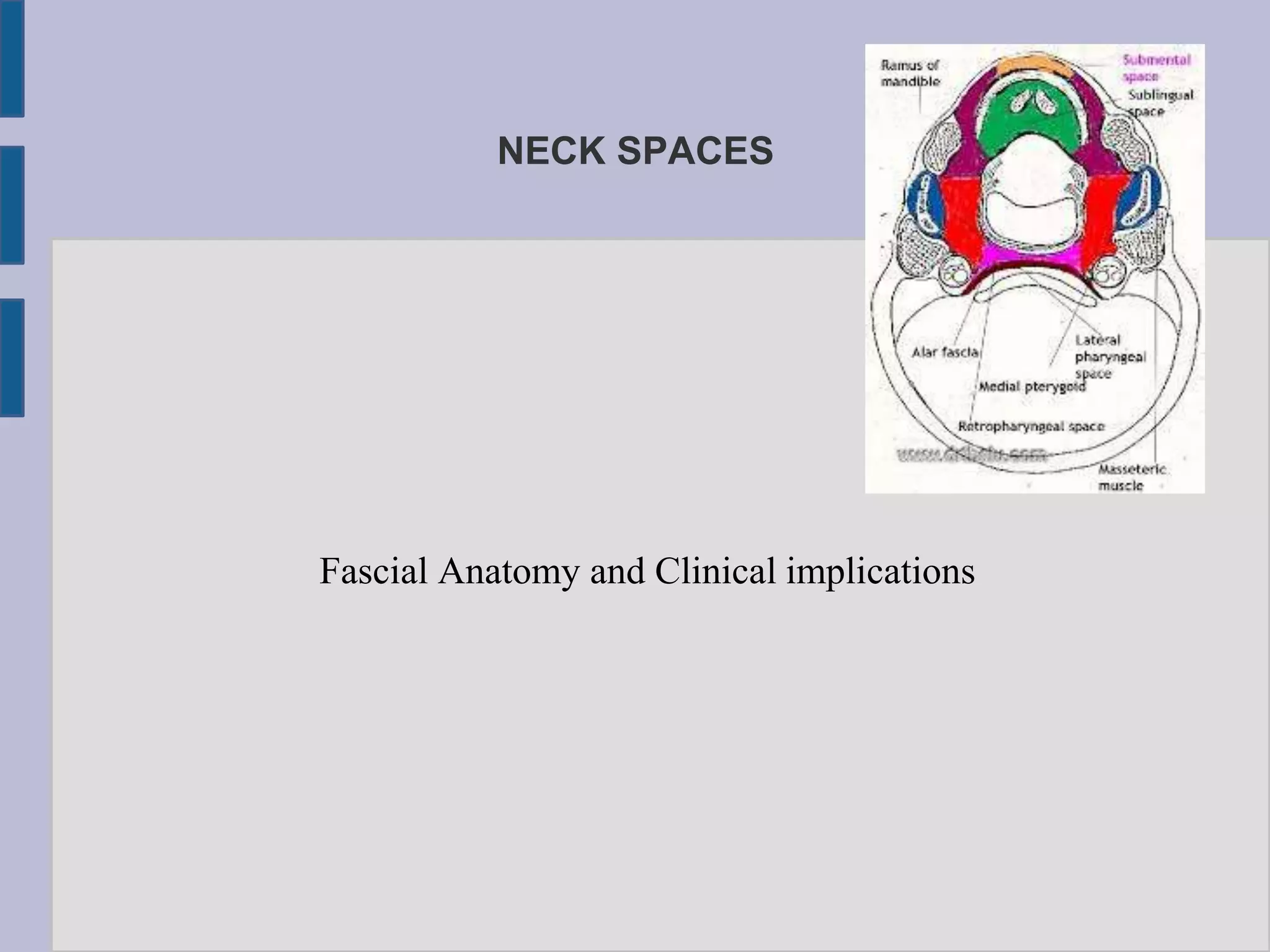Deep Neck Spaces | PPTX
