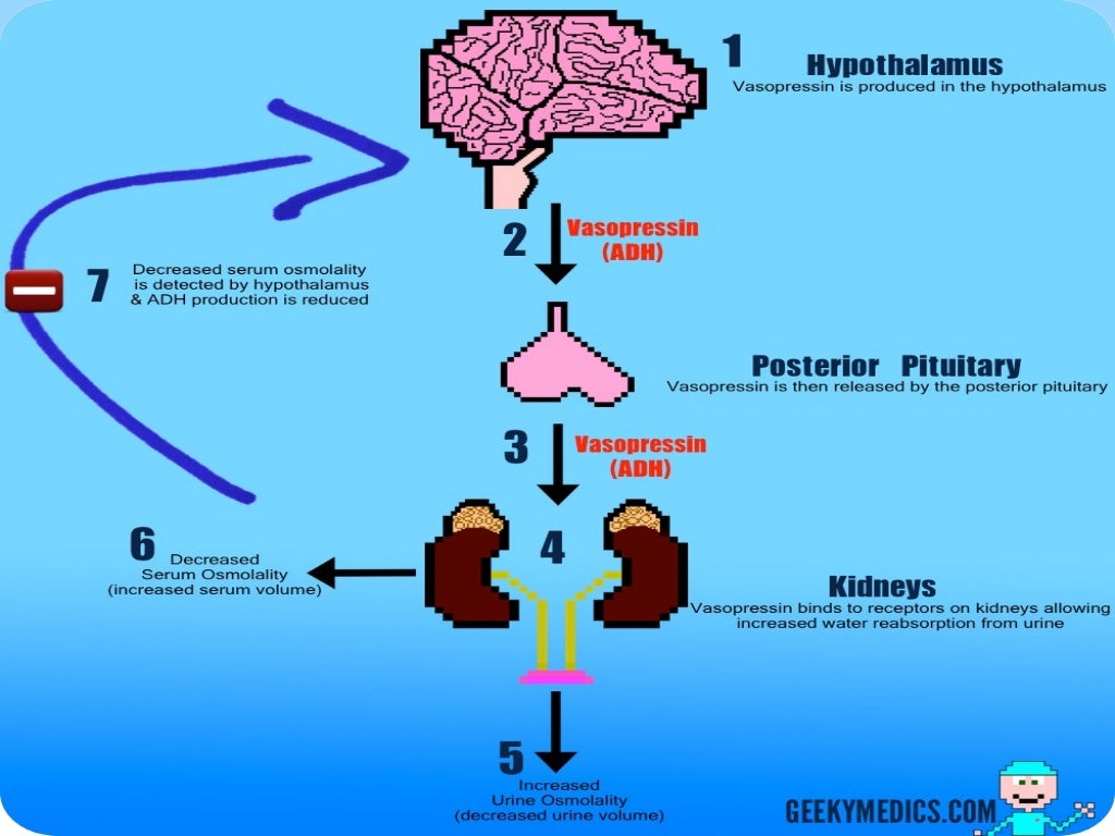 Diabetes Insipidus diabetes-insipidus